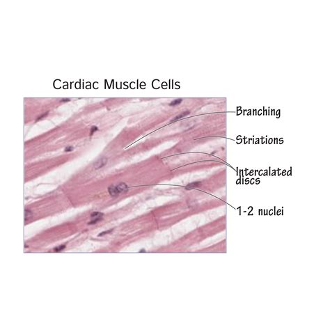 Cardiac Muscle Tissue Labeled Diagram Cardiac Muscle Tissue Labeled