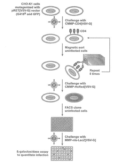 Screen For Inhibitors Of Hiv Replication Eureka Patsnap