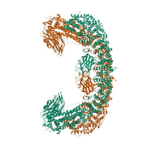Rcsb Pdb 8e2d Cryo Em Structure Of Birc6 Consensus