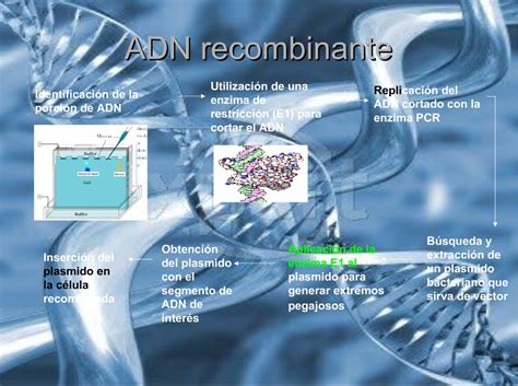 Ingeniería Genética Y Biotecnología Adn Recombinante Ingeniería Genética Y Biotecnología Adn Recombinante