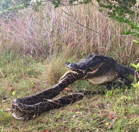 Gator Controlling The Everglades Python Population R Hardcorenature