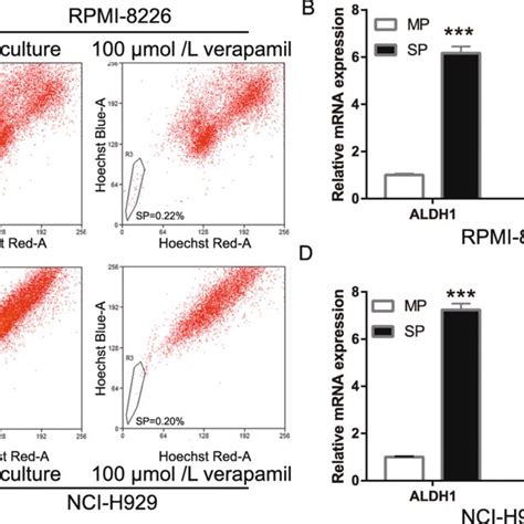 Side Population Sp Cells Form Subpopulation In Multiple Myeloma Mm