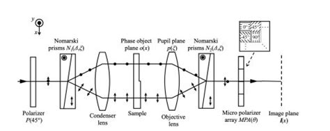 the optical setup of the dic microscope using a polarization camera
