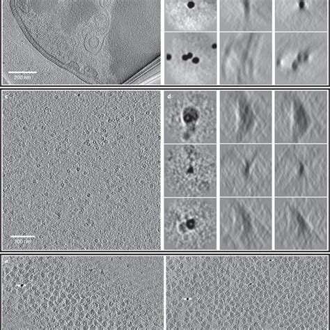 a complete data processing workflow for cryo et and subtomogram averaging request pdf