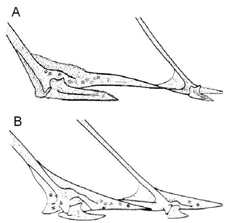 Morphology Of First Anal Fin Spine Elements A Demissolinea