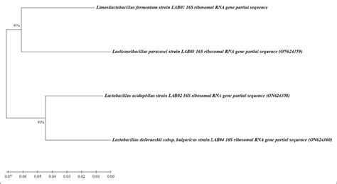 Phylogenetic Tree Of All Lactobacillus Strains Obtained By Maximum