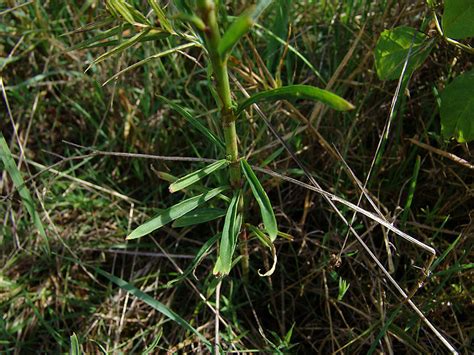 Linaria Repens Striped Toadflax Go Botany