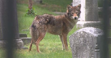 Coyote Population Not Increasing Despite More Sightings Expert Says Cbs Boston