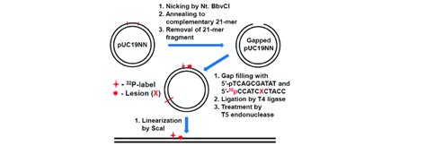 Covalently Closed Circular And Linearized Plasmid 2686 Bp Containing Download Scientific