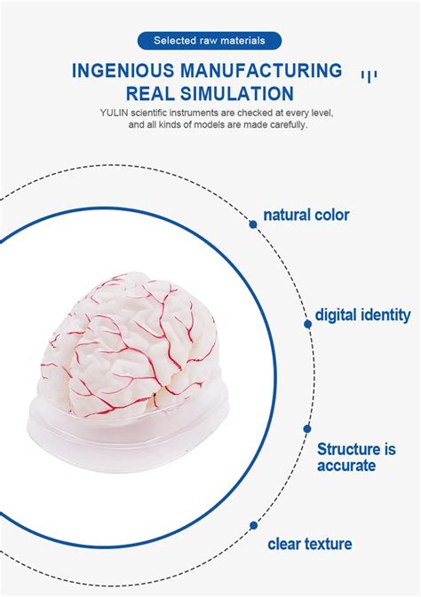 Brain Structure Model Anatomy Anatomical Cerebral Cortex Nerve Model 1