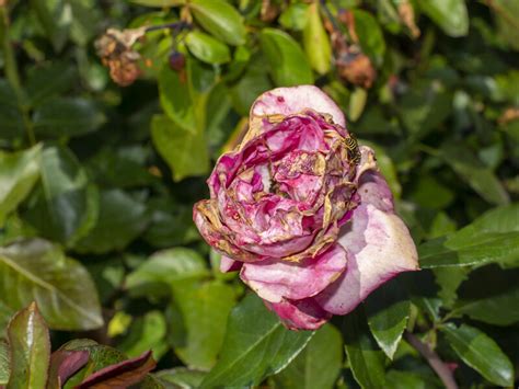 Якщо бутони троянд на кущі починають гнити обробіть їх таким методом Шпаргалка від захворювань
