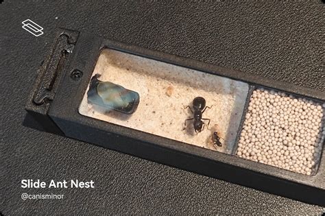 Slide Ant Nest Test Tube Module By Canisminor Makerworld Download