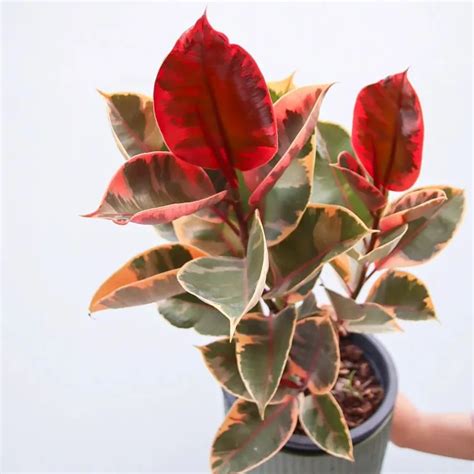 Plant Faqs Ficus Elastica Ruby