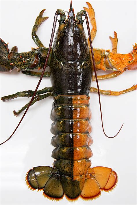 Brown Crayfish