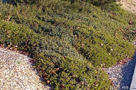 Arctostaphylus Emerald Carpet Spreading Manzanita California Native