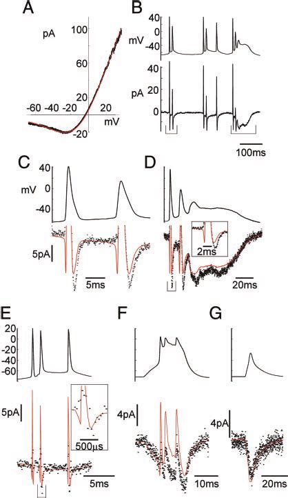 Nmdar Current Activation During Action Potential Ap Waveforms