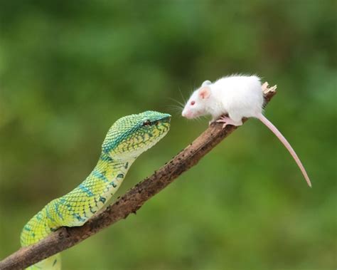 Premium Photo Close Up Of Lizard