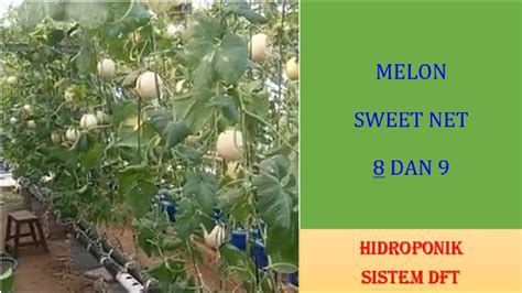 Melon Sweet Net 8 Dan 9 Hidroponik Sistem Dft Youtube