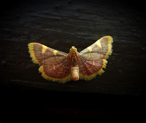 Gold Triangle Moth Gatekeeper Blipfoto