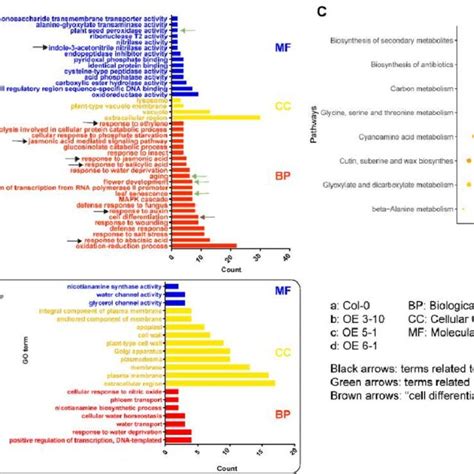 Transcriptome Analysis Of Wt And Oe Csflc1 Lines A Gene Cluster And