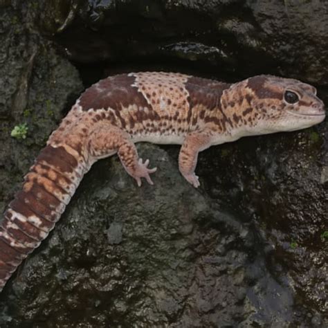 12 Best Reptiles To Breed For Profit Easy To Breed Species