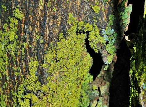 Moss And Lichen On Tree Trunk Free Stock Photo Public Domain Pictures
