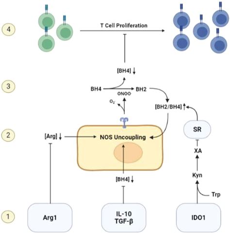 Frontiers Biopterin Metabolism And Nitric Oxide Recoupling In Cancer