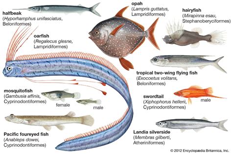 Swordtail Livebearer Freshwater And Aquarium Britannica