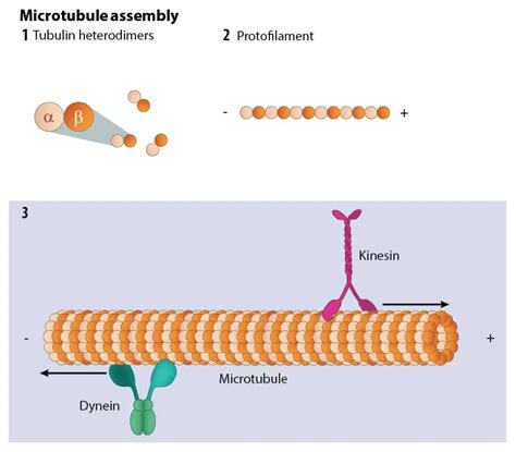 Microtubules Definition Structure Functions Biology Notes Online