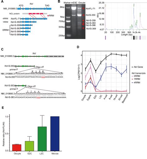 Figure 1 From Single Cell Analysis Of Isoform Switching And