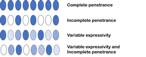 Penetrance And Expressivity Chromosomes Genes And Traits An Introduction To Genetics