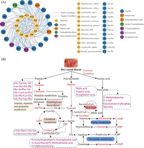 Correlation Network Of Bacterial Community And Metabolites And The Download Scientific Diagram