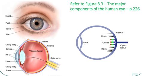 Diagram Of Sensation And Perceptionvision Quizlet