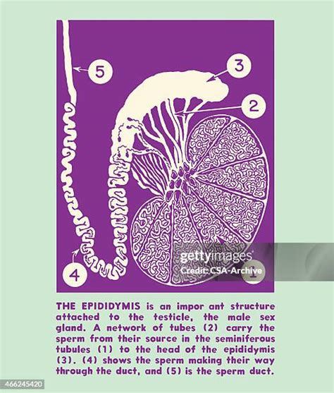 71 Reproductive System Diagram High Res Vector Graphics Getty Images