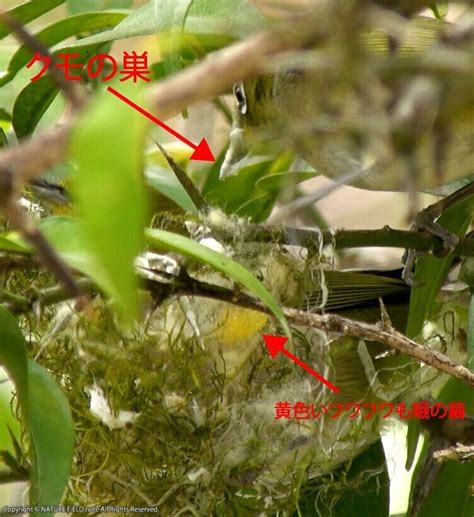 自然よもやま話「メジロの巣作り その1」｜映像制作会社つばめプロ