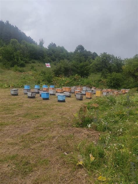 თაფლი ძამის ხეობიდან