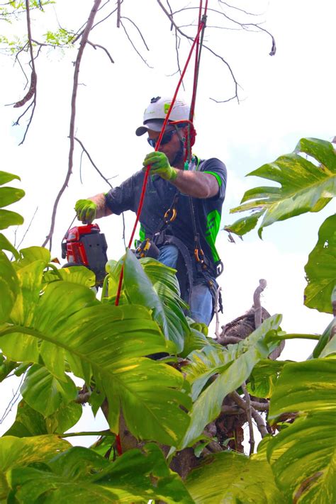 Gallery The Tree Expert