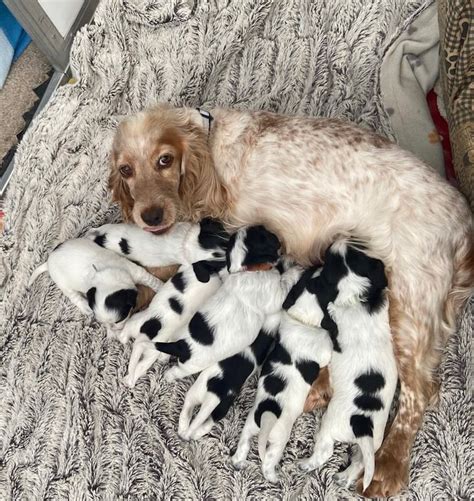Kennel Club Registered Blue Roan Cocker Spaniel Puppies For Sale Cocker Spaniel Owners