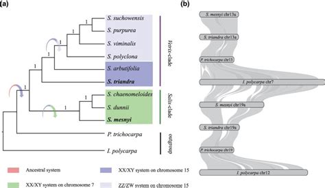 Evolution Of Sex Linked Genes And The Role Of Pericentromeric Regions In Sex Chromosomes