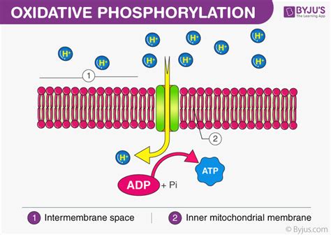 Q Cycle In Oxidative Phosphorylation At Edward Diaz Blog