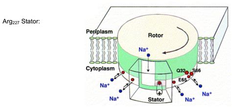 18f Atp Synthase Chemistry Libretexts