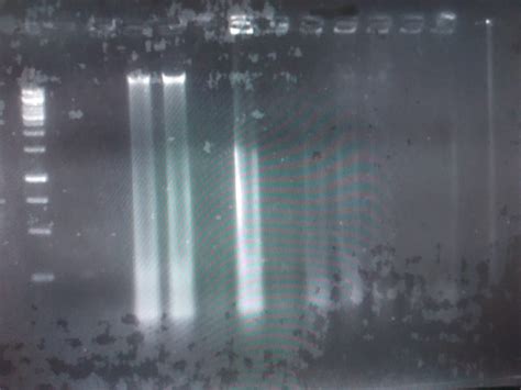 1056 Questions With Answers In Rna Isolation Scientific Method