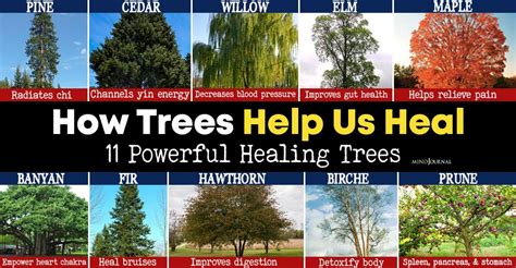 Tree Energy 11 Powerful Healing Trees And How Trees Help Us Heal