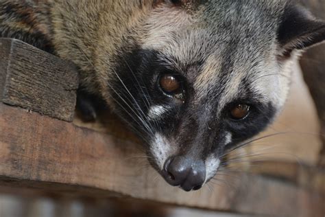 20 Facts About Civet