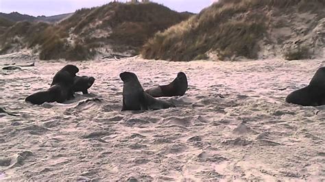 Sandfly Beach Youtube