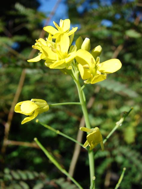 Brassica Rapa Chinensis Group Bok Choy Chinese White Cabbage Field