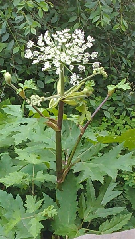 Create Meme Dangerous Plant Hogweed Cow Parsnip Sosnowski Hogweed Is