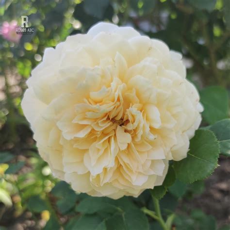 Roses ABC - Rose Caramel Antike