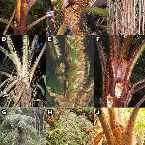 Trunk Morphology A Cyathea Multiflora Prov Pichincha Ecuador Bc