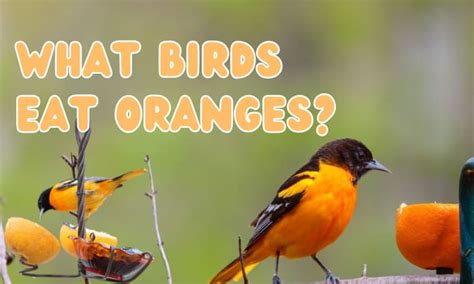 What Birds Eat Oranges 7 Kind Of Birds